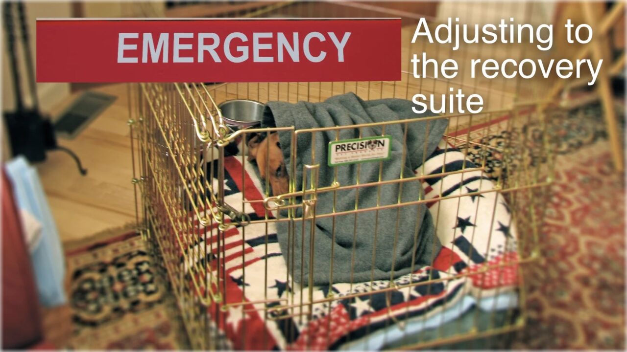 Prev Conservative vs surgery -IVDD disc disease treatments