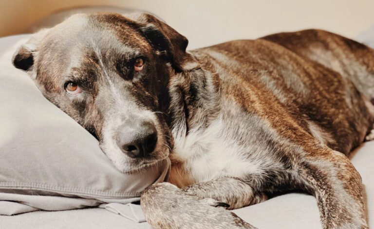 Prev Know your C, T, and L discs plus a success story