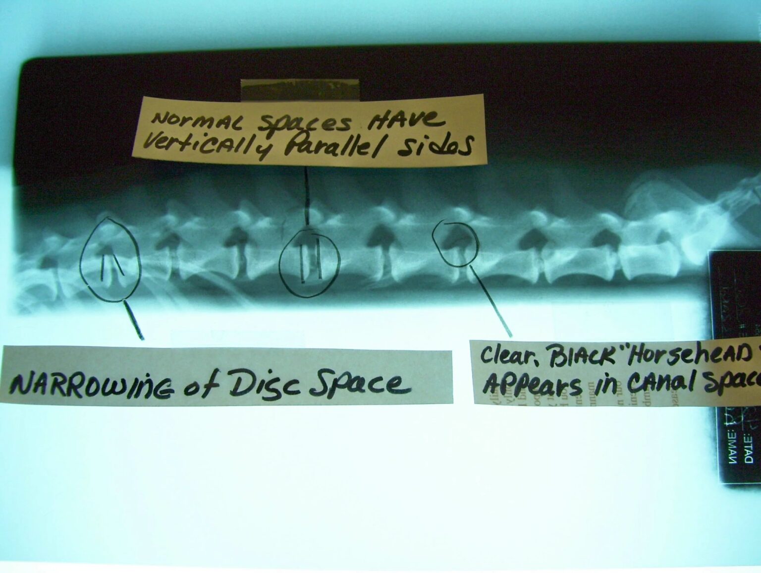 Plain X-ray 8 year old standard Dachshund. Presented with ...
