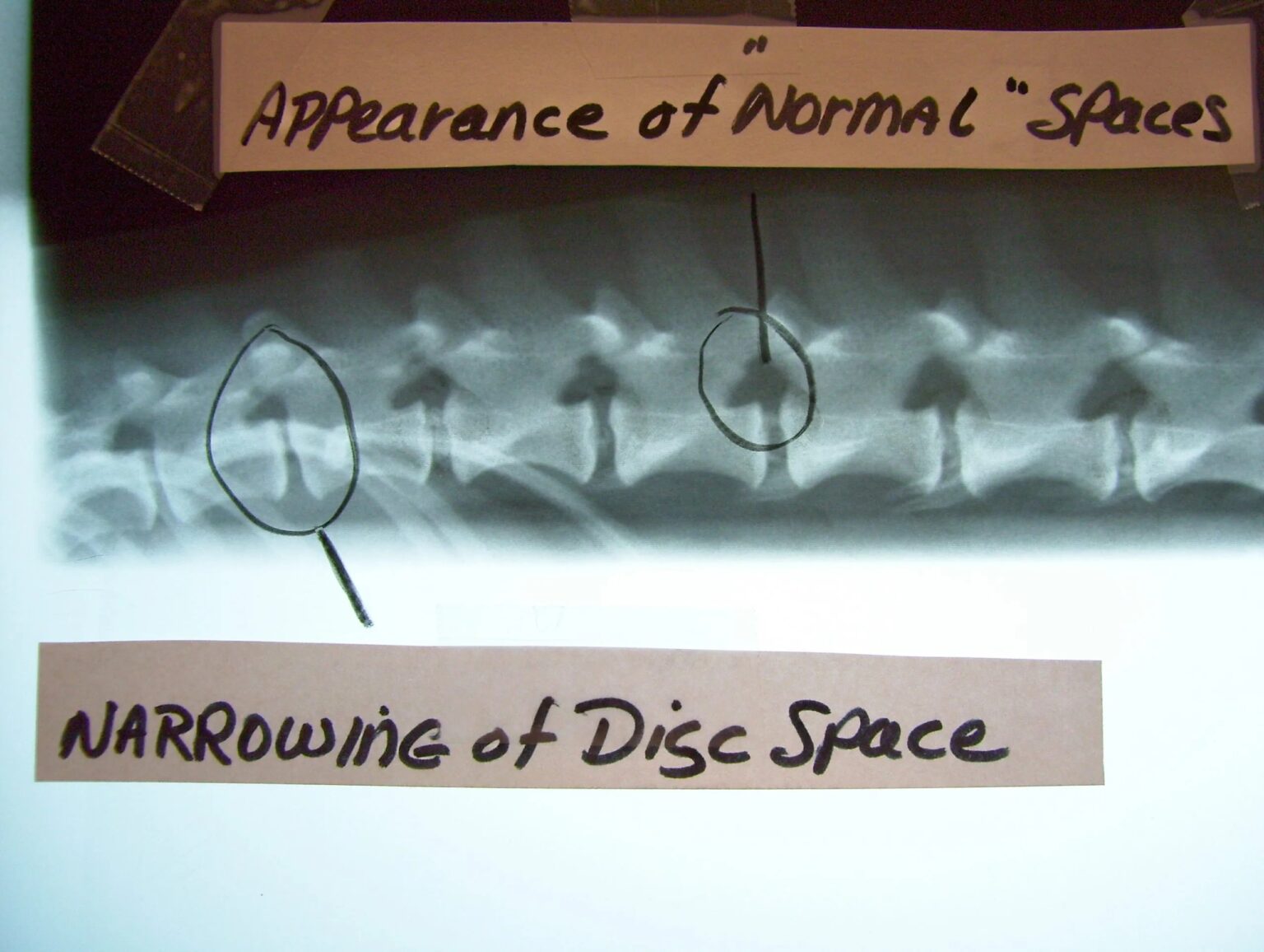Plain X-ray Same 8 year old Dachshund. This x-ray film illustrates how ...